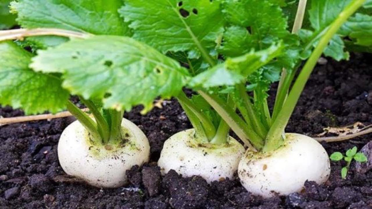 4 Of The Best Root Vegetables You Can Grow At Home - YouTube