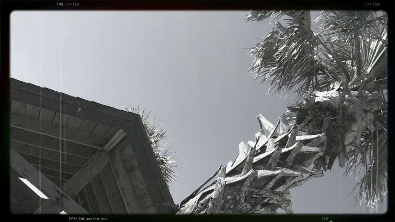 Palm Tree Defense Mechanism ¡WARNING! Terrifying Palm Tree Noises ...