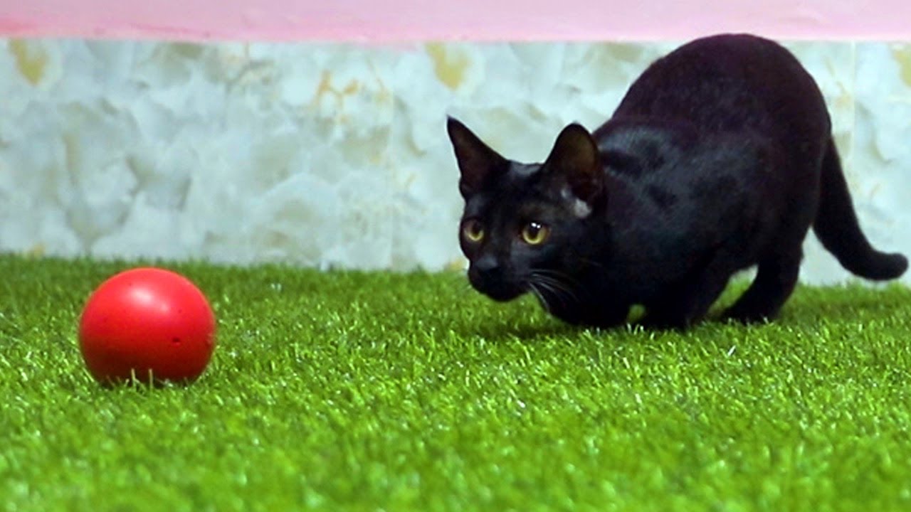 Funny cat playing football | goalkeeper cat part 2 - YouTube