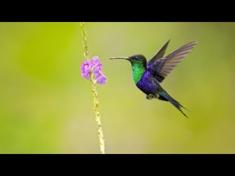Humming Along: The Marvelous World of Humming birds - YouTube