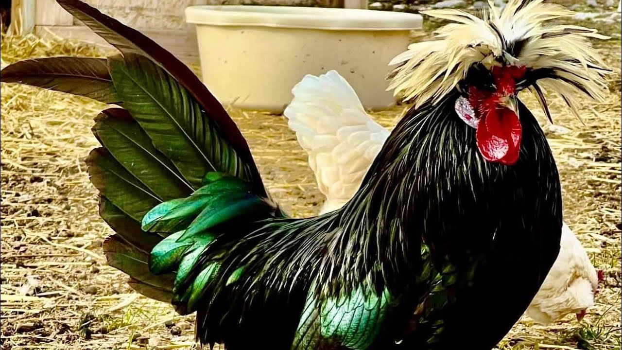 Best Chicken Scratch Ever!!! #chickens, #whattofeedchickens, # ...