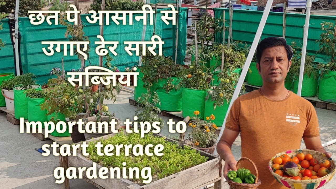 terrace gardening tips.terrace gardening for beginners - YouTube
