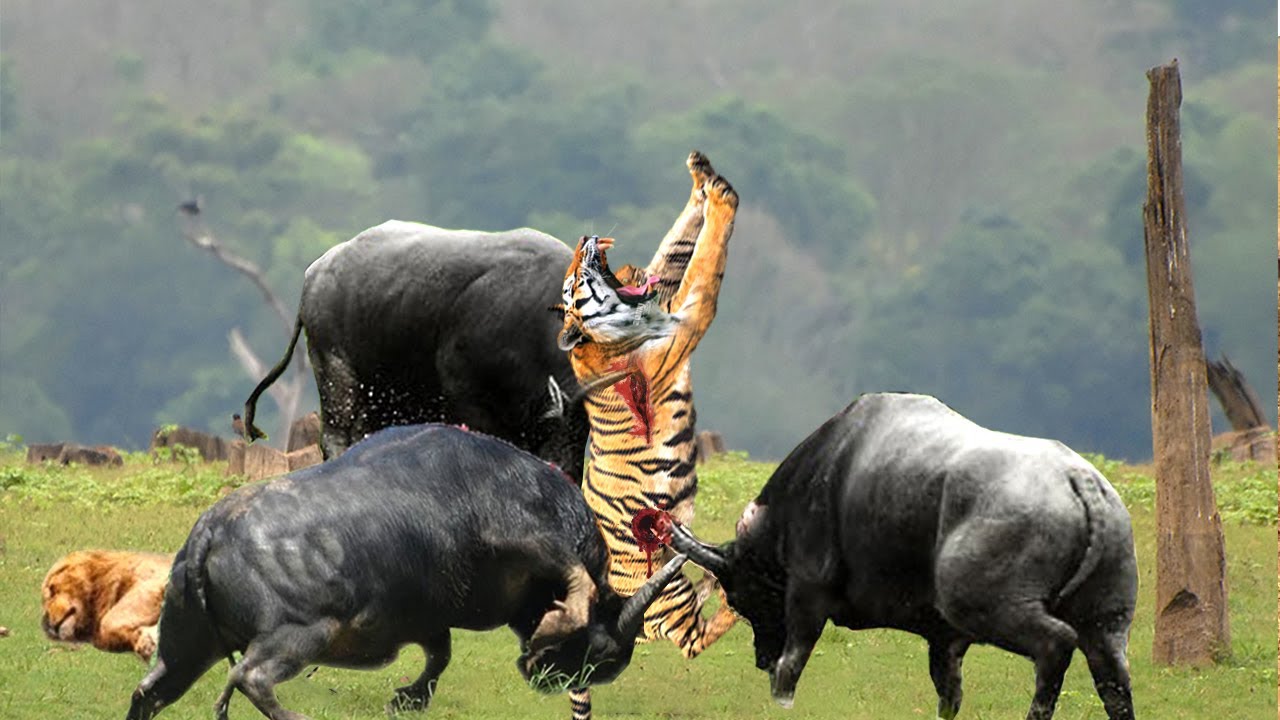 Amazing! Indian Super Gaur Joins Forces To Fight & Defeat The Hungry ...