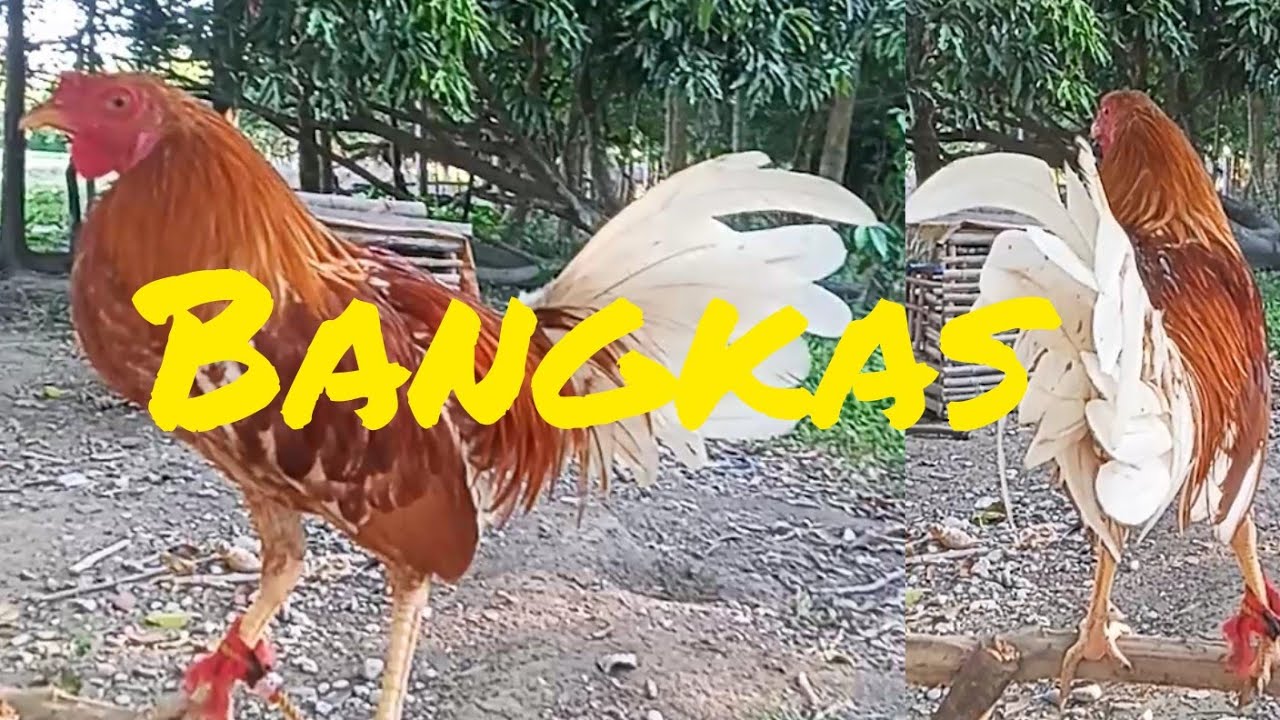 bangkas(white choco) - YouTube