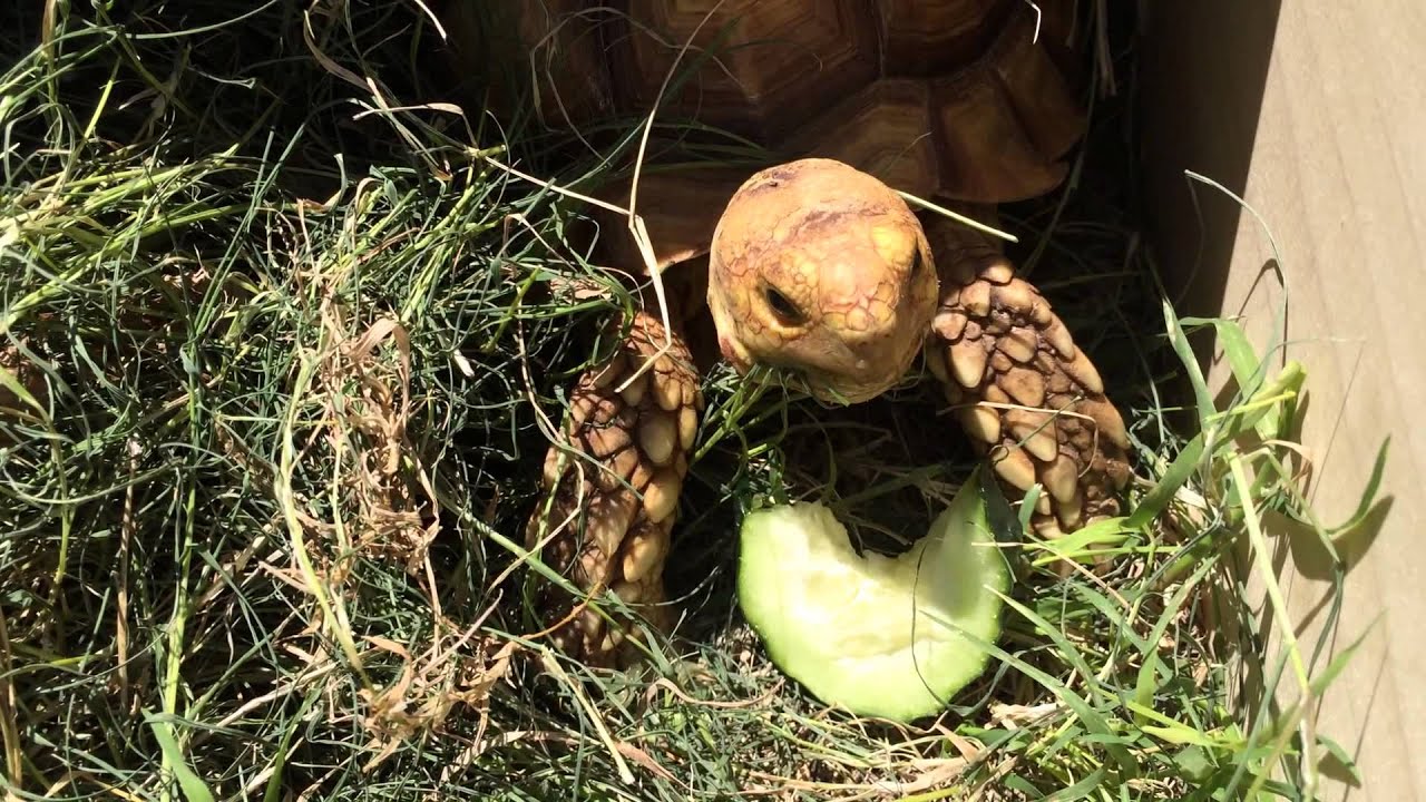 Chowing down - YouTube