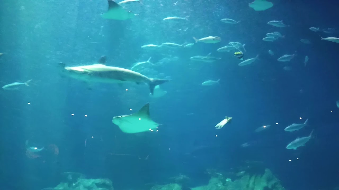 drop off ocean park hongkong - YouTube