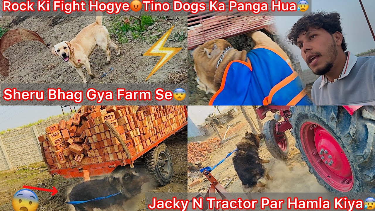 Tino Dogs Ka Panga Hogya😨Sheru Ghayal Hua😰Farm Se Bhag Gya Sheru🐶Jacky ...