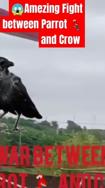 Intense Battle: Parrot vs. Crow Face-Off! 😱🥺 - YouTube