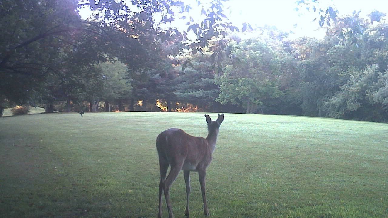 small buck in velvet - YouTube