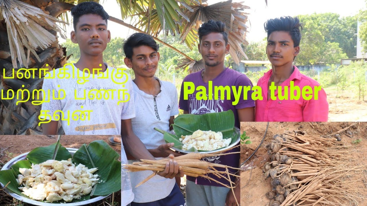பனங்கிழங்கு மற்றும் பணந் தவுன்/ Palmyra tuber - YouTube
