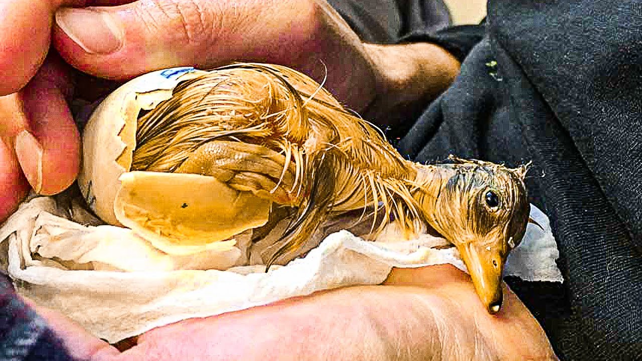She Rescued A Baby Duck, But Had No Idea That The Duck Would End Up ...