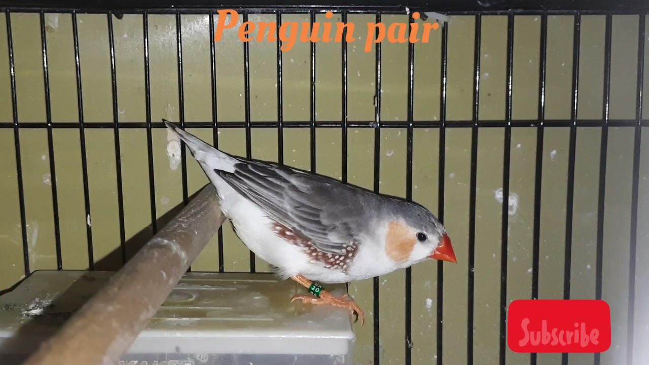 Show Quality Penguin Finch - YouTube