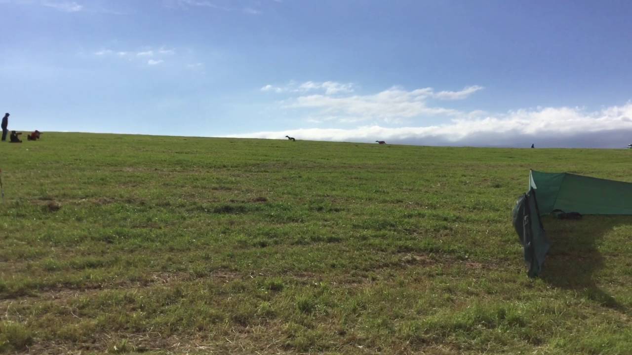 European Coursing Championship 2016 in Velke Pole/SK Eindruck vom Field ...