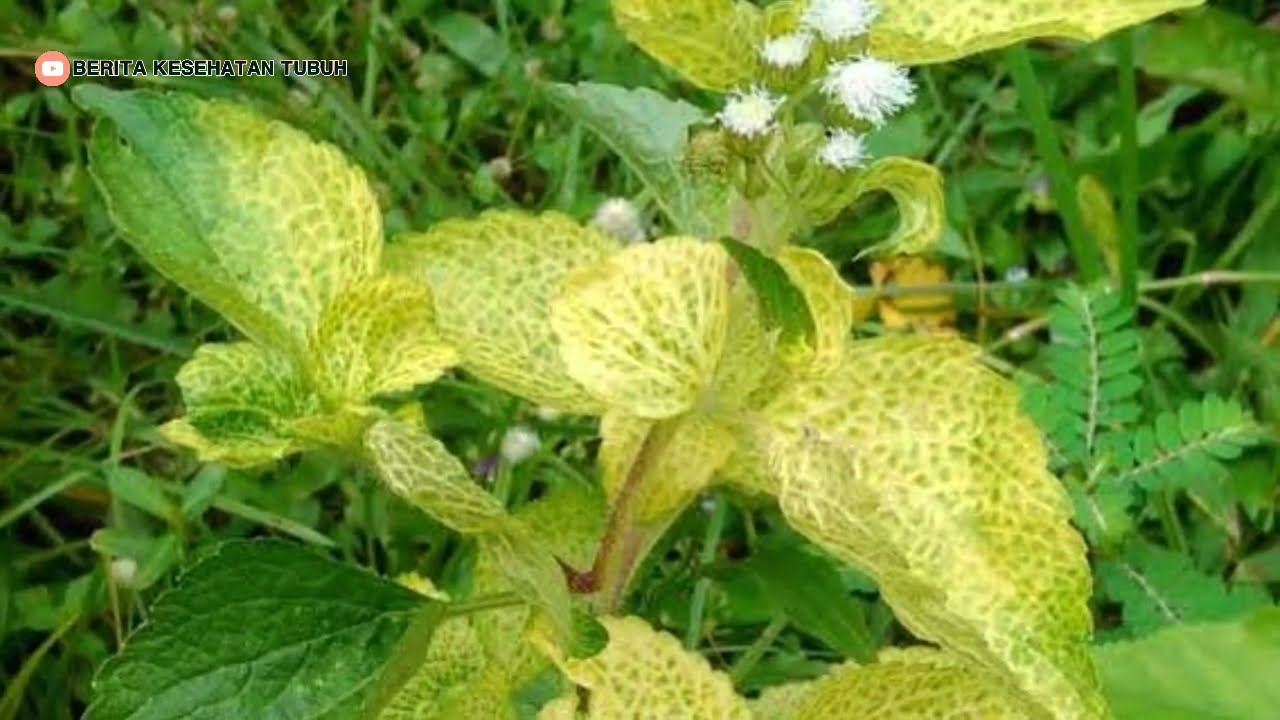 Terungkap!! Berbagi Manfaat Daun Bandotan Kuning untuk Kesehatan - YouTube