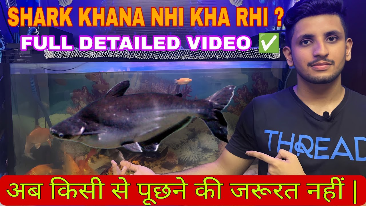 ALL ABOUT AQUARIUM SHARK || IRIDESCENT SHARK || PANGASIUS CATFISH ...
