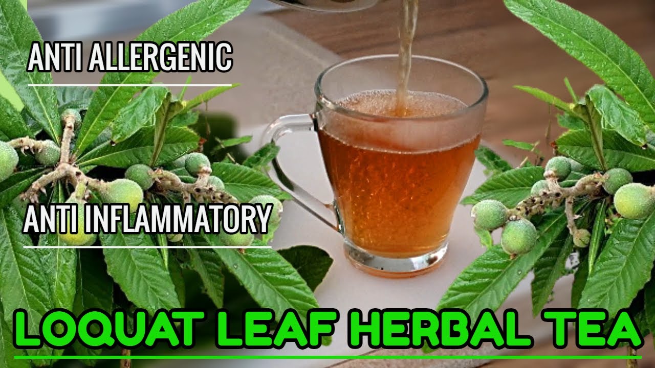 Japanese Tea ! BIWA CHA / How to Make LOQUAT LEAF HERBAL TEA ...
