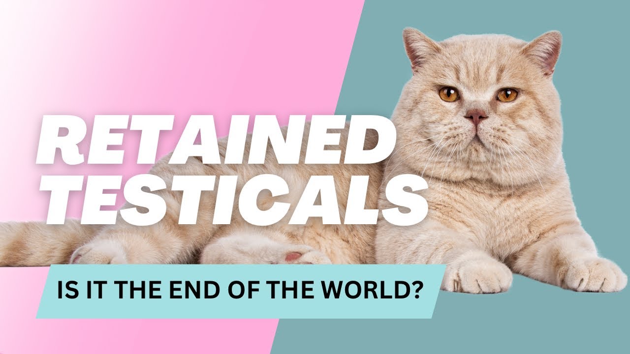RETAINED TESTICLES in male cats and kittens. What to do! - YouTube