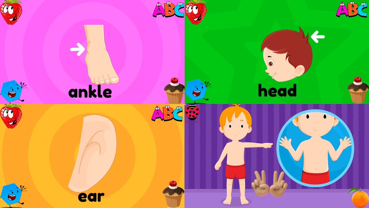 Body Parts Song for Preschooler Kids | Learn Human Body Parts for ...