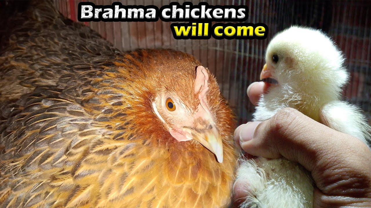Brahma Chickens Baby Will Come From Eggs | Pronoy & Pets - YouTube