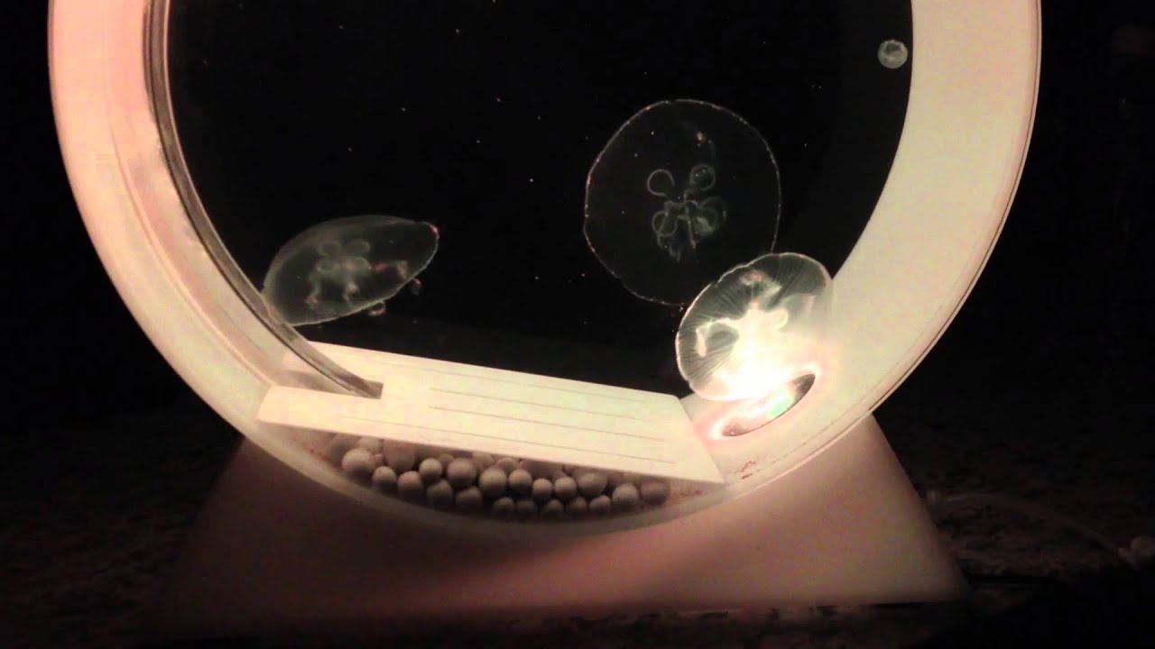 Moon Jellyfish Eating and Swimming - YouTube