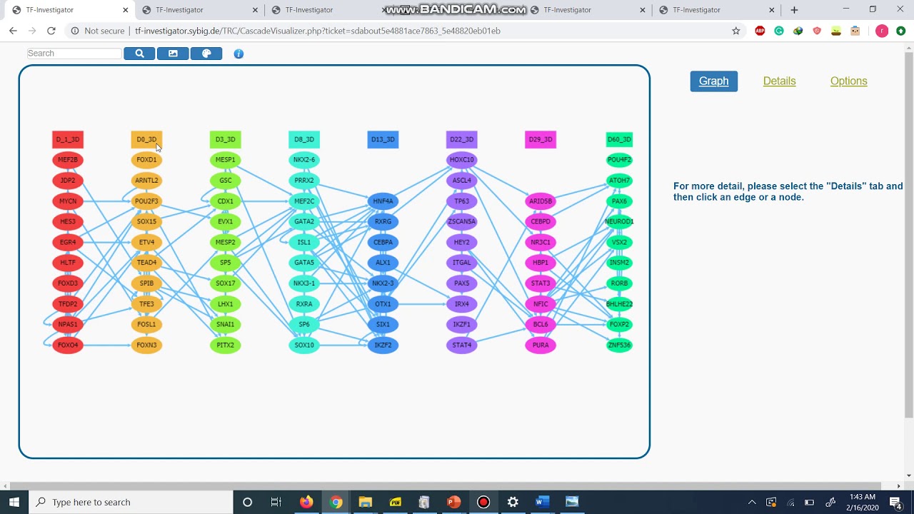 Introduction to TF-investigator , The Temporal regulatory cascade ...