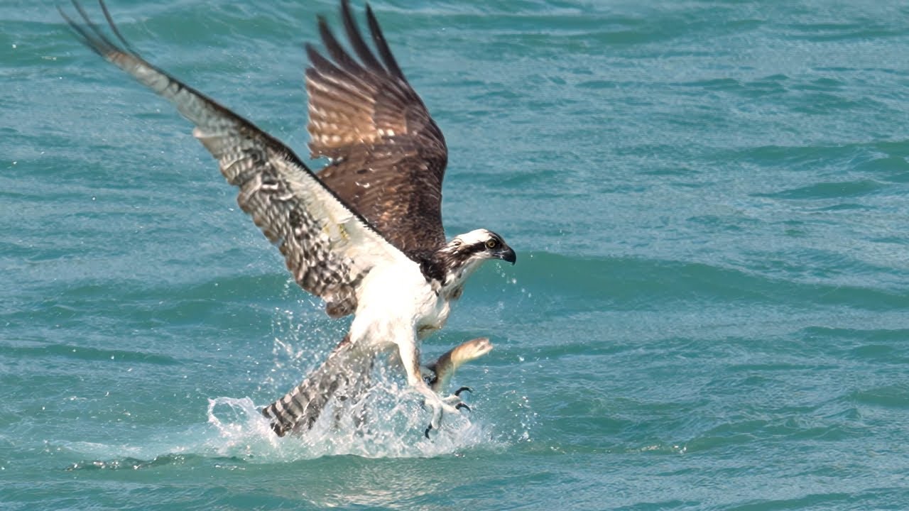 Sony A1 captures osprey dragging lizard fish from Florida waters - YouTube