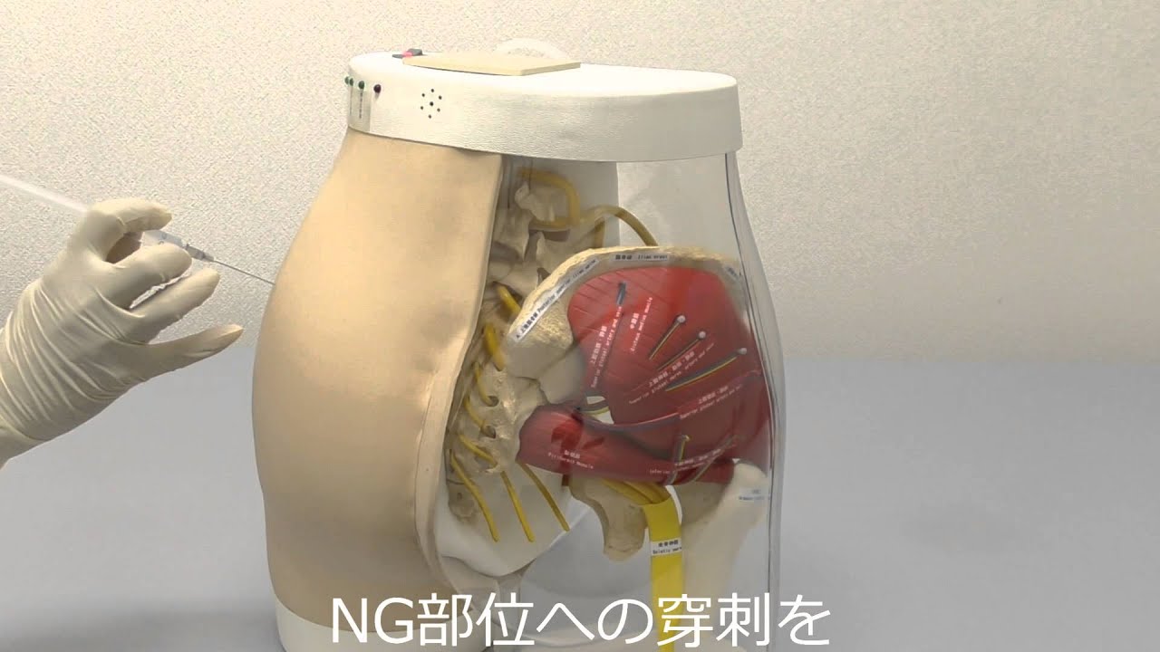 M152-1 PR Intramuscular Injection Model of Buttocks Type 2 - YouTube