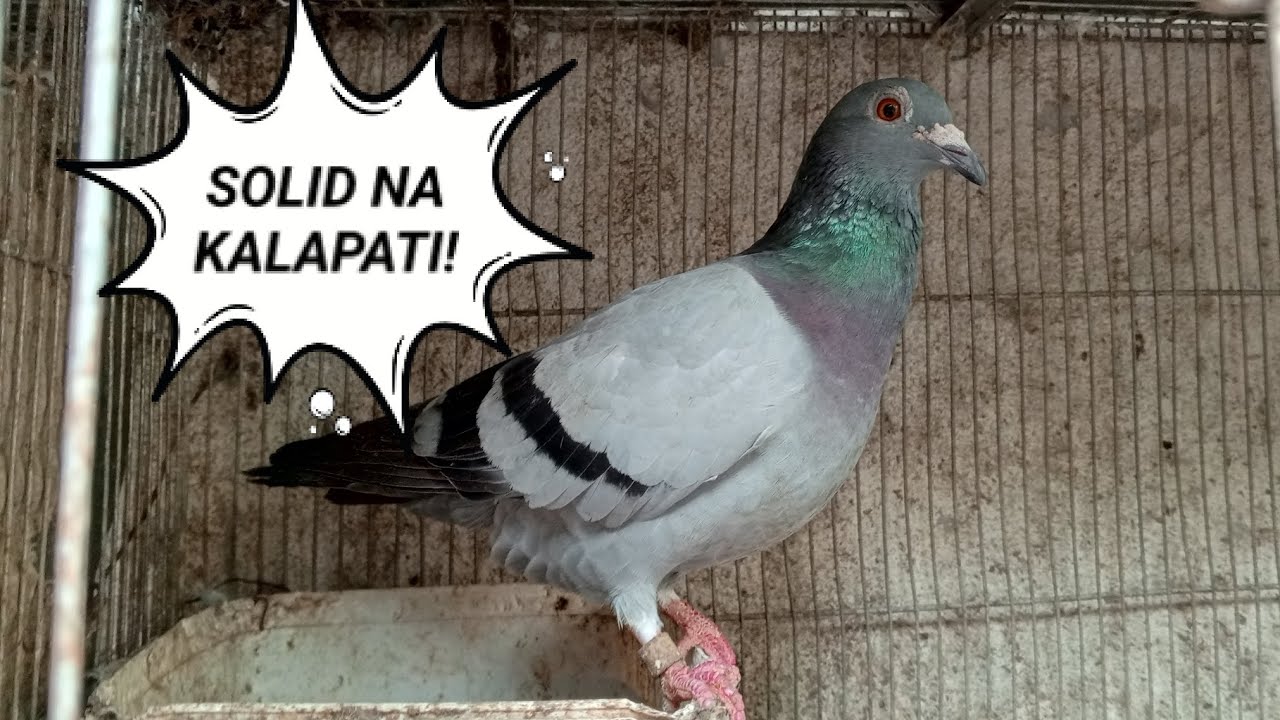 SINOLI ANG KALAPATI NATIN | ANYARE SA ITLOG NG CHAMPION NA KALAPATI ...