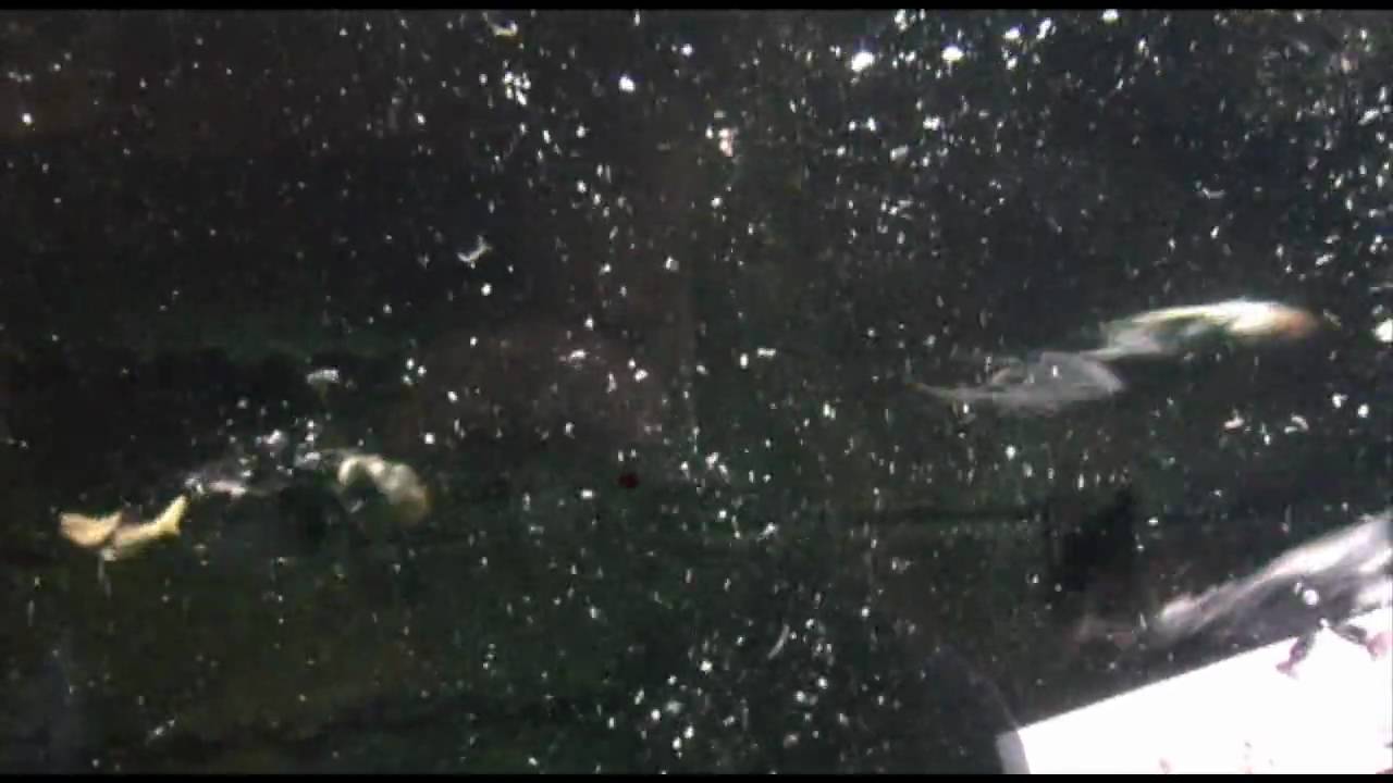 Puffin Feeding Frenzy: Birds flying underwater! - YouTube