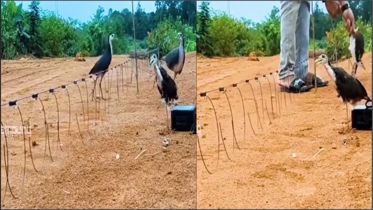 Amazing bird hunting | bird hunting video - YouTube