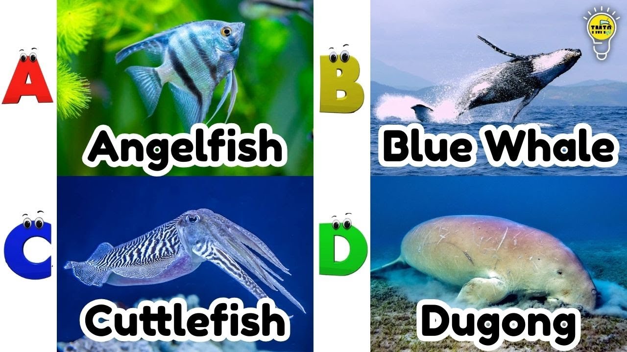ABC phonics animals | ABC Sea Animals song | English and Animals for ...