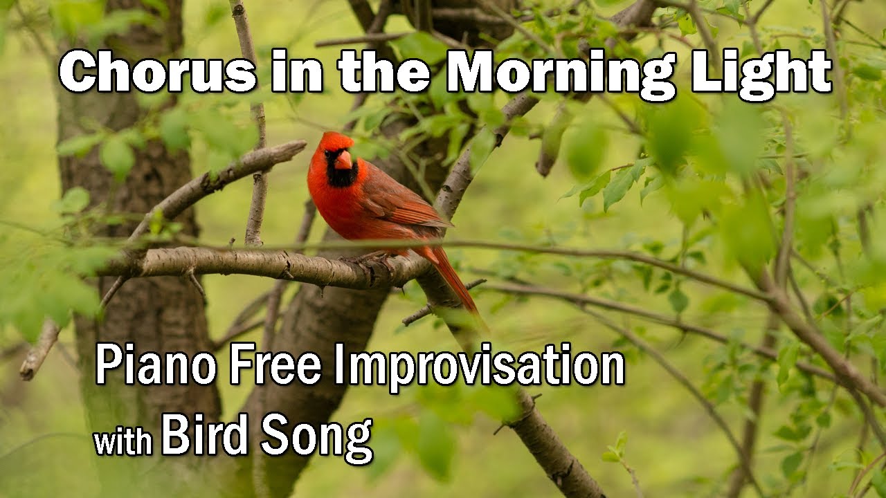 Chorus in the Morning Light | PIANO Free Improvisation with Bird Song ...