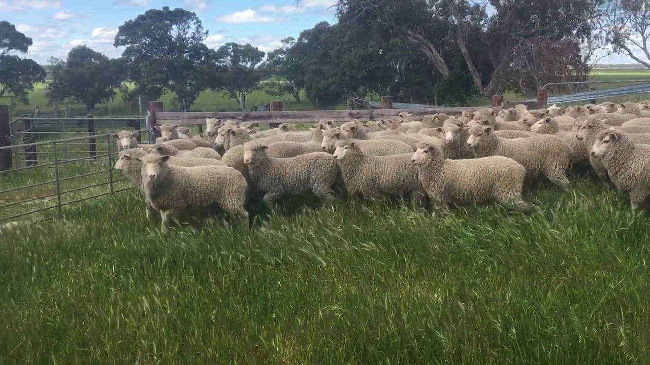 I Marwood 1st cross wether lambs - YouTube