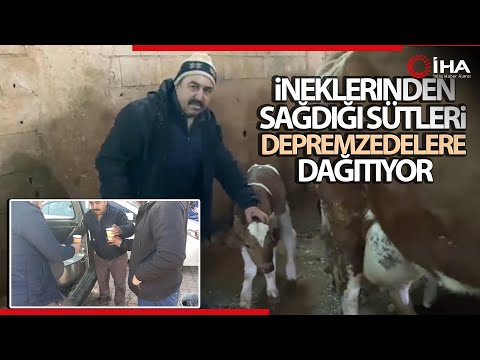 15 Gün Erken Doğan Buzağılara \