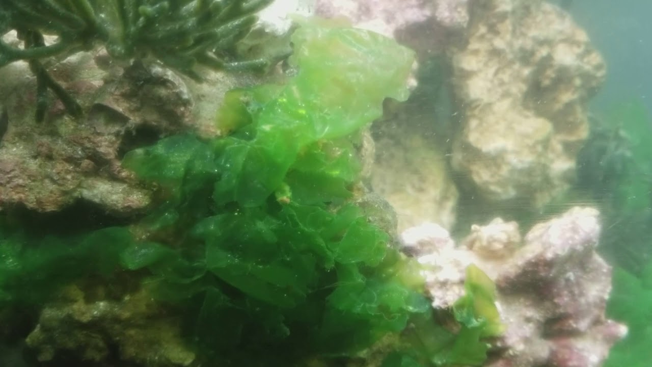 Growing macroalgae: sea lettuce and deadmans hand - YouTube