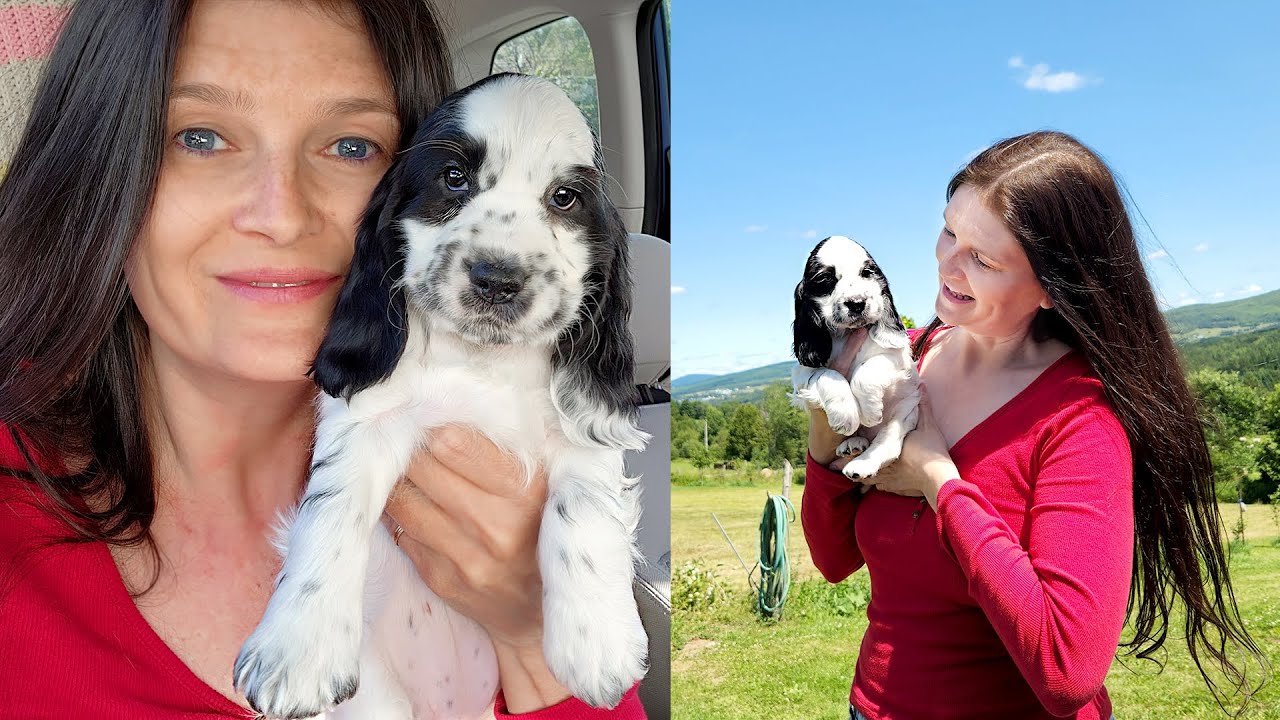 We got a NEW PUPPY 🐶 English Cocker Spaniel Dog 🎈 - YouTube