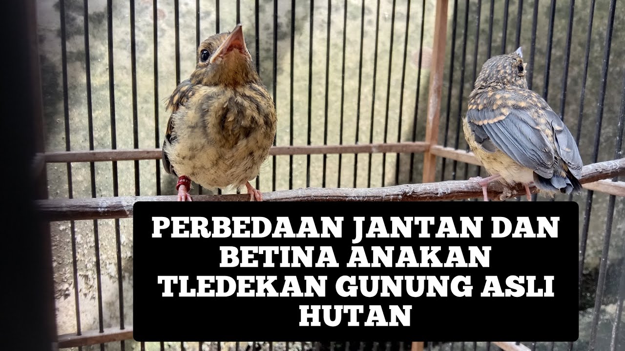 ciri - ciri perbedaan burung tledekan jantan dan tledekan betina ...