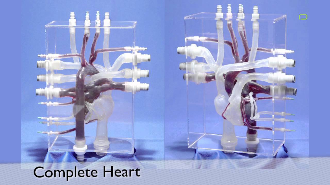 Elastrat Sàrl, Geneva, vascular flow phantom silicon switzerland - YouTube