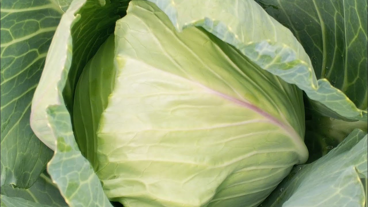 Cabbage Maturity Time and Recommended Sprays for Proper Management ...