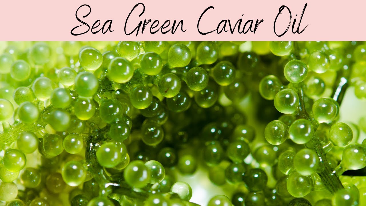 Sea Green Caviar Oil, INCI: Caulerpa Lentillifera Oil. Beta Glucan Rich ...