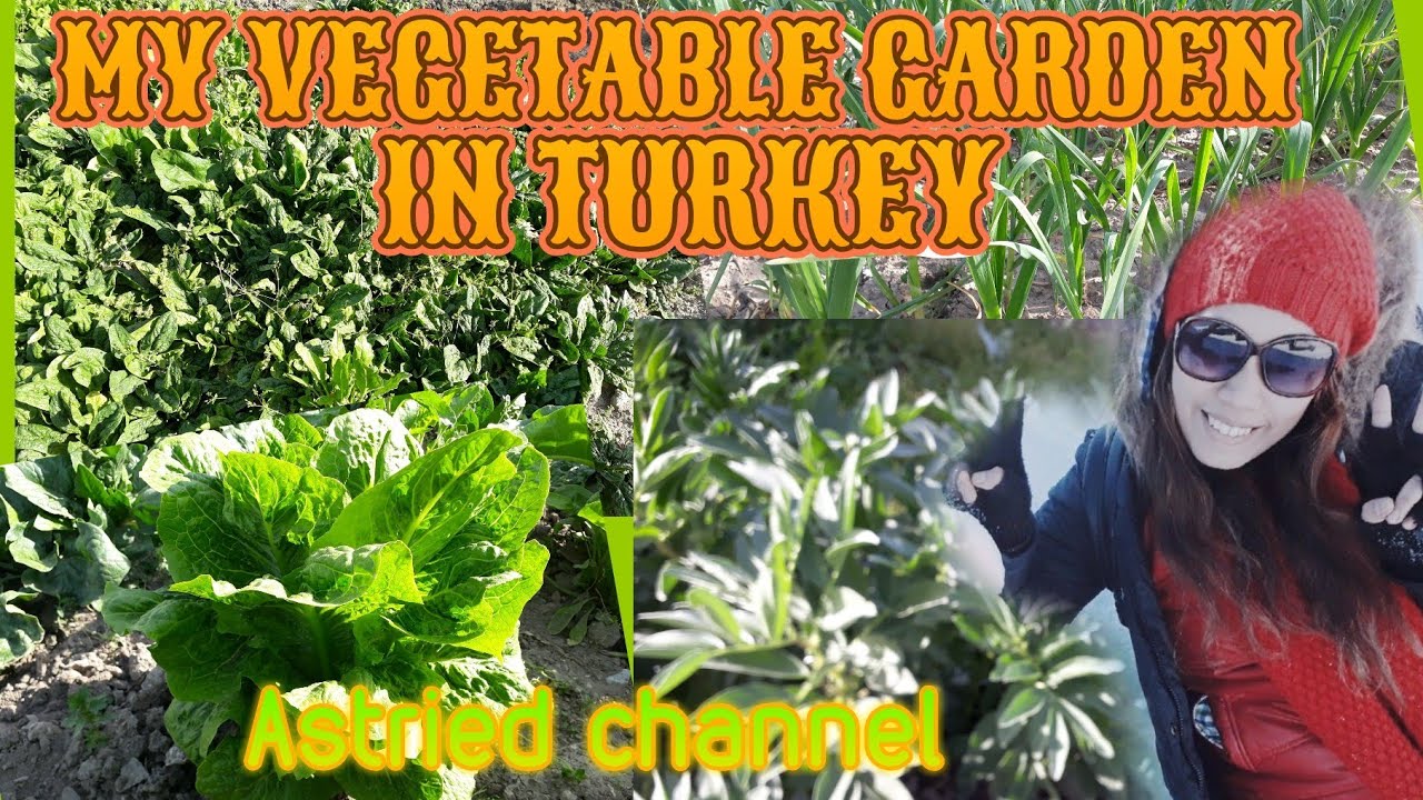 VEGETABLE GARDEN IN TURKEY - YouTube