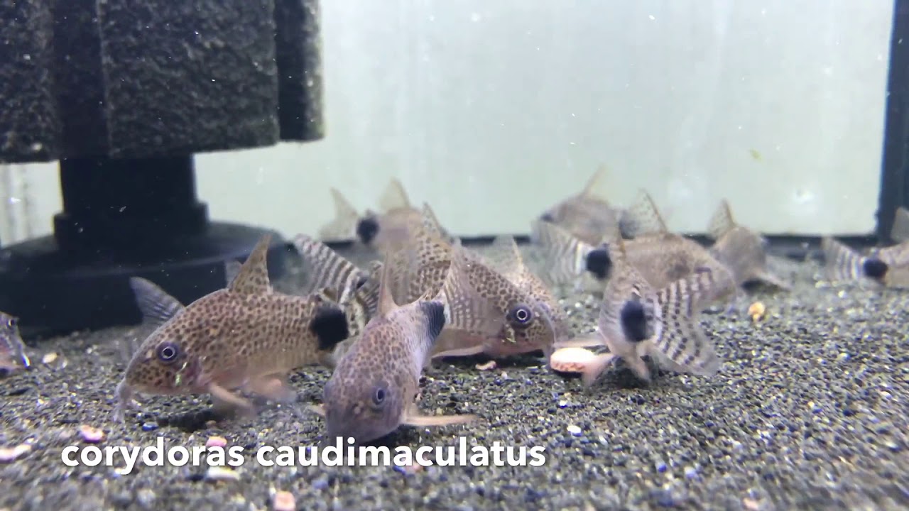 corydoras caudimaculatus - YouTube