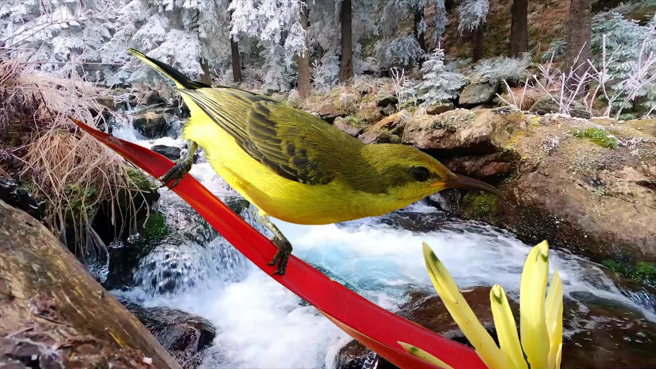 Calming Birds Chirping Ambience || Relaxing Bird Sounds for Sleeping ...