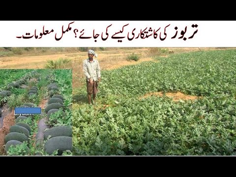 How to grow watermelon🍉and watermelon farming in Pakistan,Complete ...