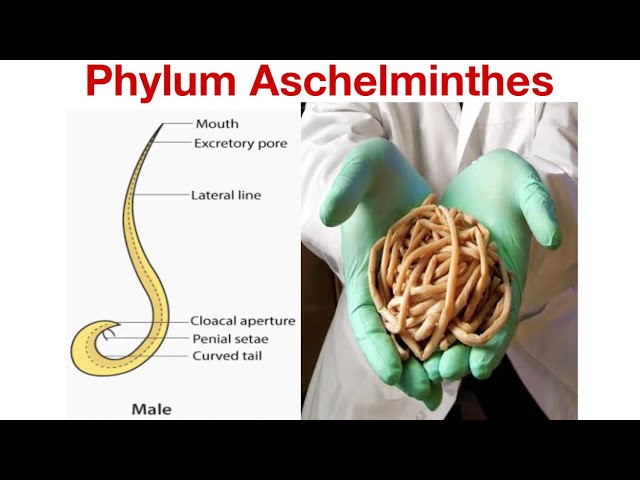 Phylum Aschelminthes