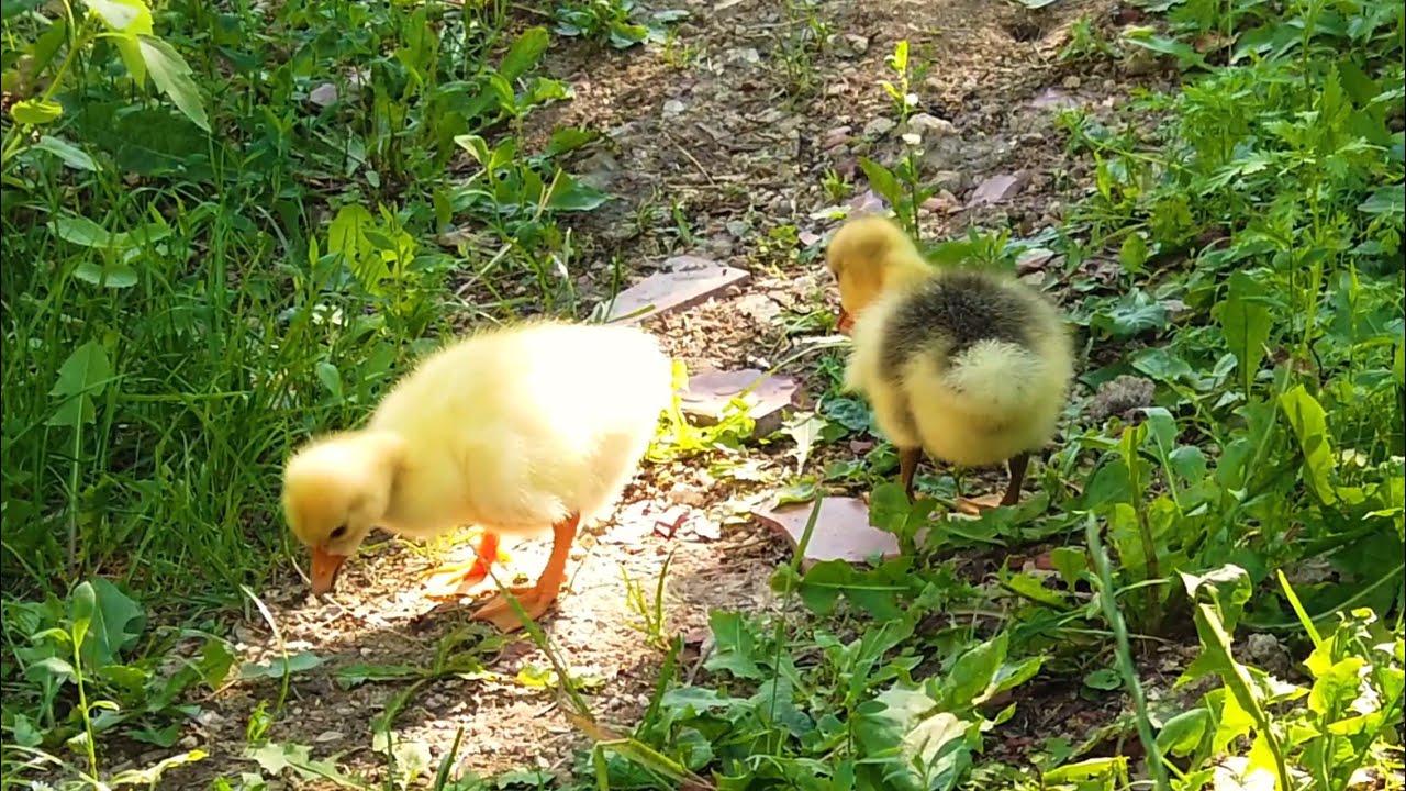 Duckling Dash: The Ultimate Summer Escape! - YouTube