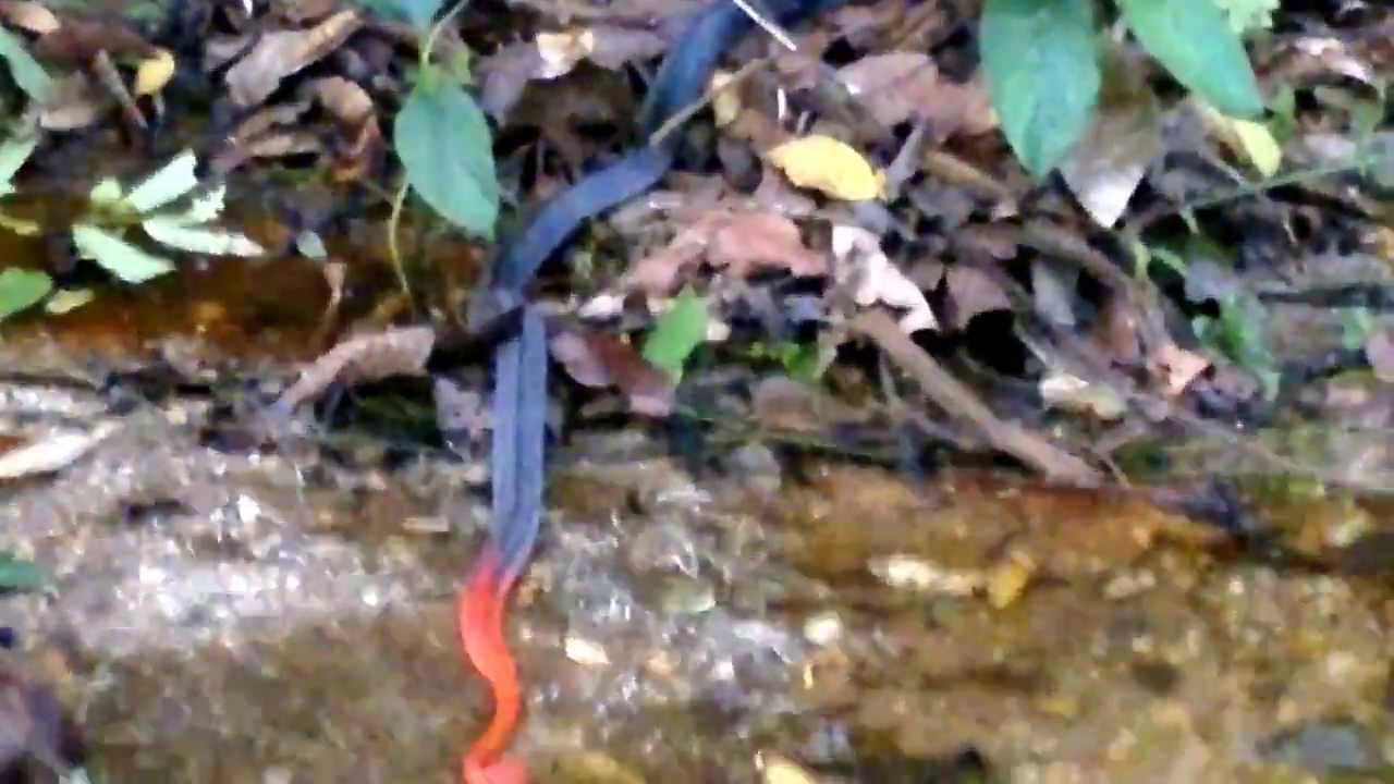 Red Headed Krait - Bungarus Flaviceps at Malaysia - YouTube