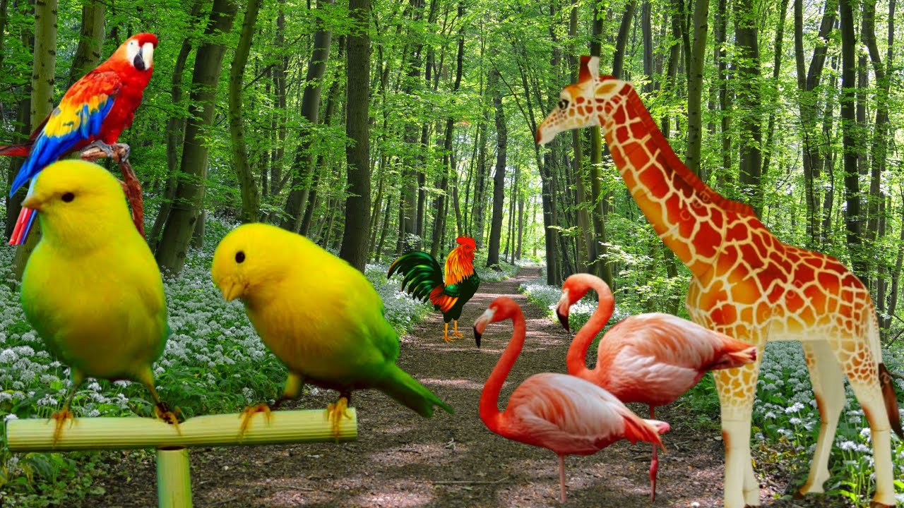 Hewan Lucu | Animals Monyet, Sapi, Kucing, Anjing, Ubur-Ubur, Burung ...
