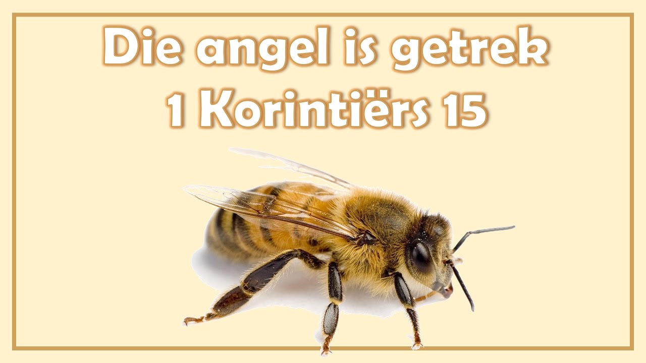 2021-02-28 @9 Die Angel is getrek (1 Korintiërs 15: 53 - 57) - Ds ...