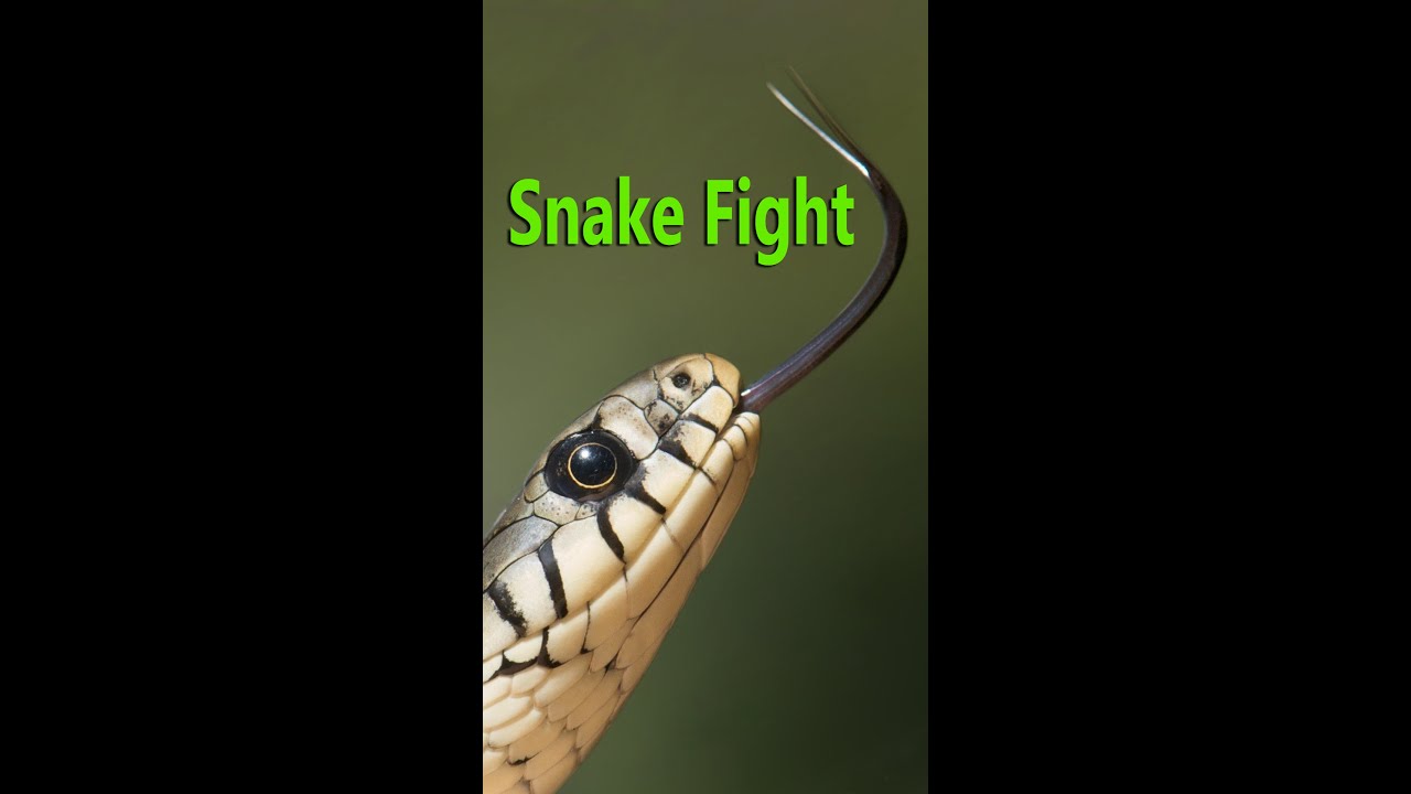 Snakes Fighting || Wildlife - YouTube